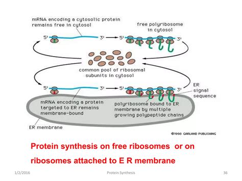 Structure And Function Of Messenger Rna Mrna Pptx