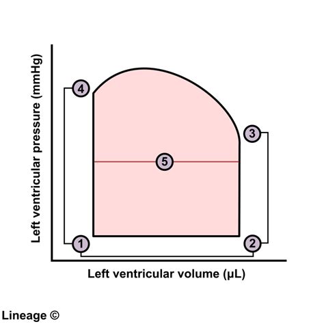 Cardiac Cycle Cardiovascular Medbullets Step 1
