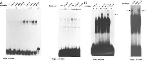 ATF And C Jun Are Present In The Protein Complex Binding To The Download Scientific Diagram