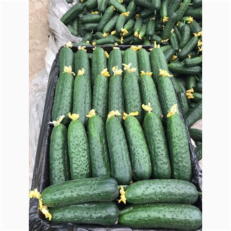 Огурцы оптом — Agro Kazakhstan