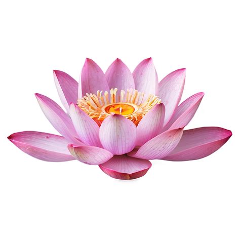 Download Pink Lotus Blossom Png 58