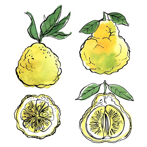 Кафрский лайм черная линия, нарисованная на белом фоне цветной ...