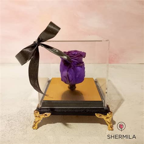 رز جاودان هیراد