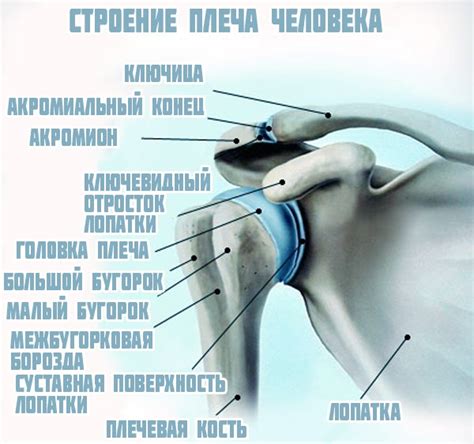 Плечевой сустав строение движение