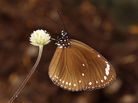 Euploea Tulliolus Australian Butterflies