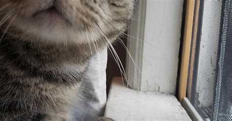 Enable Mature Content Vs Disable Covid 19 Content Album On Imgur