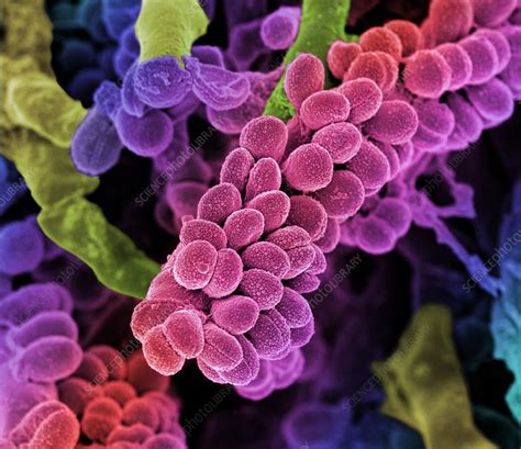Streptococcus Bacteria Sem Stock Image F012 4016 Science Photo Library