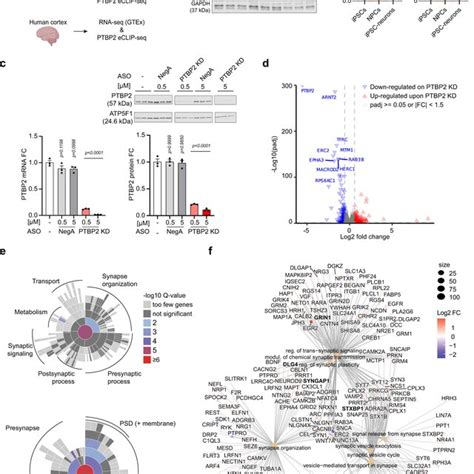Differential Splicing Analysis Following Ptbp2 Depletion In Download Scientific Diagram
