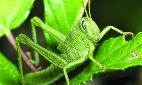 Crawlies With Cri Green Bird Grasshopper Illinois Valley News