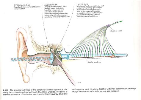 Cochlear Nerve Pathway
