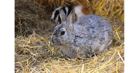 За добре угоени зайци Български Фермер