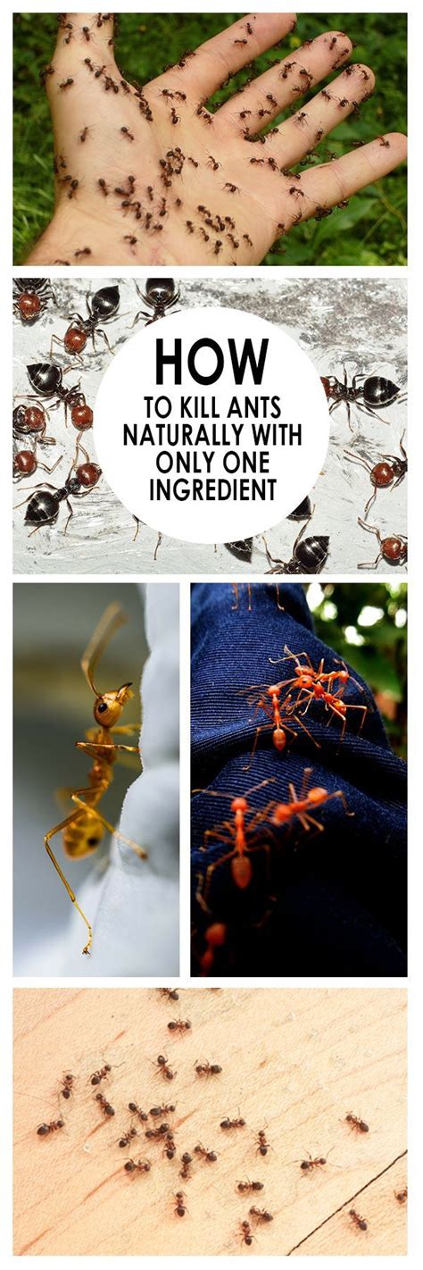 How To Kill Ants Naturally With One Ingredient