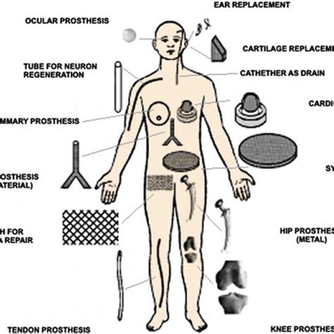 Applications Of Different Biomaterials For Human Applications Download Scientific Diagram