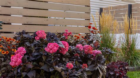 Eclipse® Bigleaf Hydrangea Meet The New Dark Leaf Rock Star First