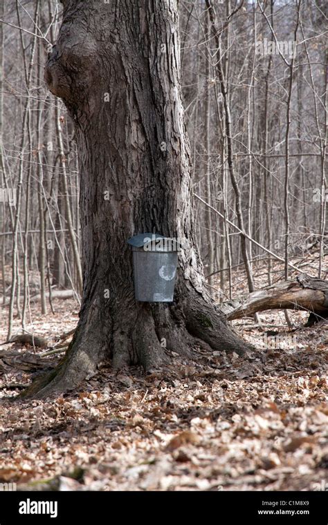 Gathering Or Collecting Sap From Sugar Maple Tree Acer Saccharinum Early March Southern Michigan