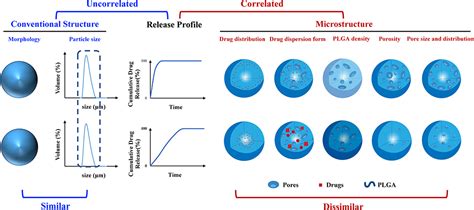 Long Acting Injectable Microspheres Microstructure Formation Ijn