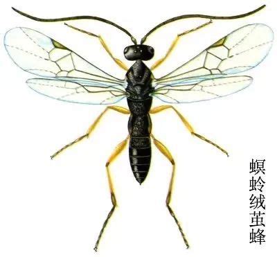 茧蜂 关注森林