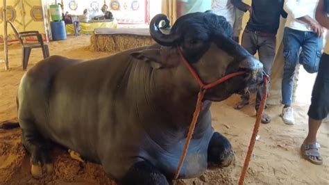 23 करोड़ का मुर्रा भैंसा पुष्कर मेले में बना आकर्षण खासियत जानकर हो जाएंगे हैरान 23 Crore