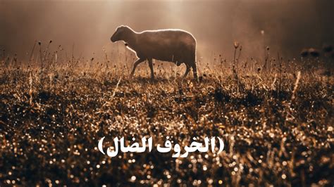 مثل الخروف الضال
