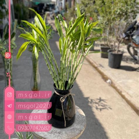 بامبو لوتوس گل شانس دوشاخ ارسال سریع برای تهران و کرج