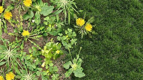 Grasshopper Repellent Plants 5 Plants That Naturally Deter Homes And Gardens