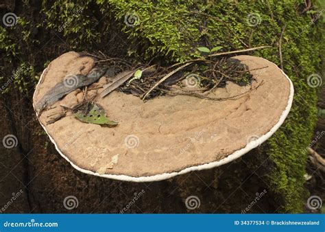 Fungi On Tree Trunk Stock Photo Image Of Trunk White 34377534
