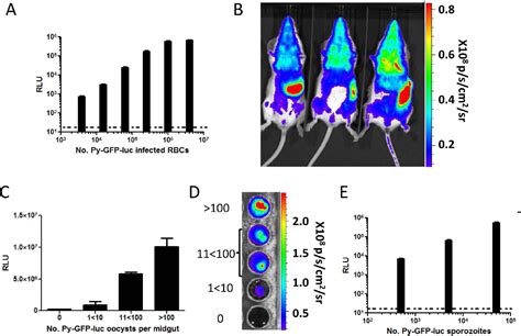 Figure 1 From Quantitative Bioluminescent Imaging Of Pre Erythrocytic