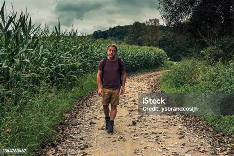 금발 머리와 수염을 가진 남자는 어두운 흐린 하늘 아래 시골의 옥수수밭 사이의 길을 걷고 있다 T 셔츠에 대한 스톡 사진 및