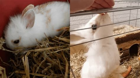 My Bunny Felix 2012 And Today On His 11th Birthday R Aww