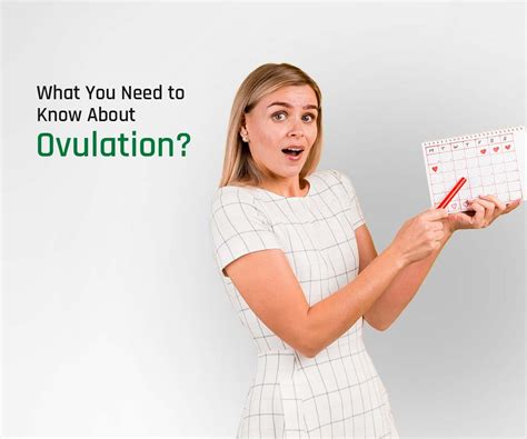Ovulation Cycle Symptoms And Fertile Days