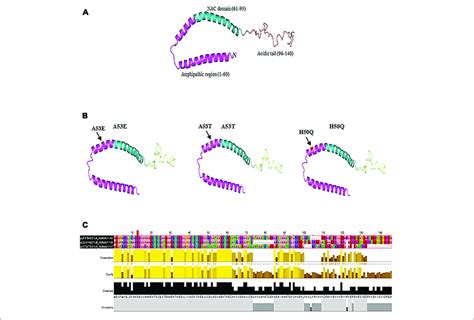 A Native α Syn Structure Pdb 1xq8 B Mutation Regions A53e Download Scientific