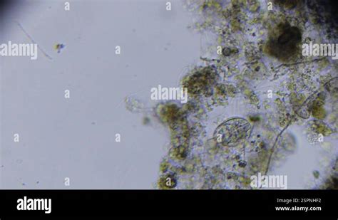 Activated Sludge Stock Video Footage Alamy