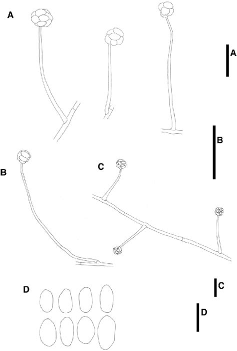 Line Drawing Of Simplicillium Spumae Jcm 39051 ¼ Fki 8926 Ex Holotype Download Scientific