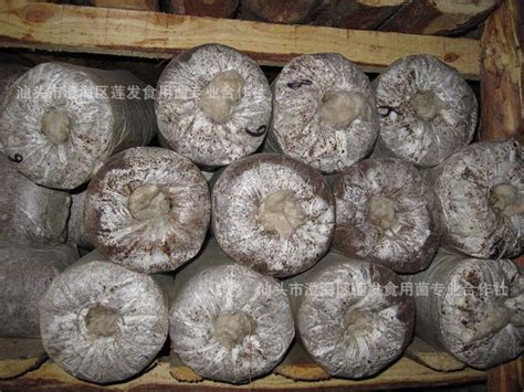 秀珍菇菌包 秀珍菇出菇图片 大山谷图库