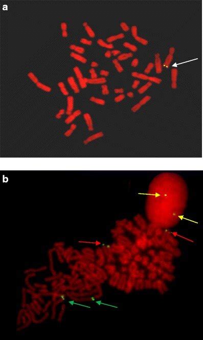 Mapping Of A Recombinant Human Growth Hormone Transgene Was Performed Download Scientific