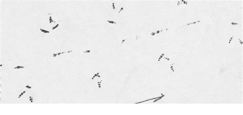 Figure 1 From Footprint Identification Of Weta And Other Insects