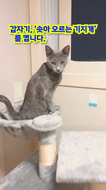 샤인머스켓 줬더니 절대 안먹고 튀어버리는 고양이feat고양이는 의심이 많다 Youtube