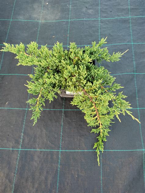 Можжевельник принц Уэльский на штамбе (58 фото)