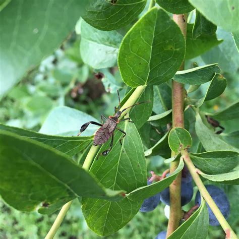 Maple Leaf Cutter Bug