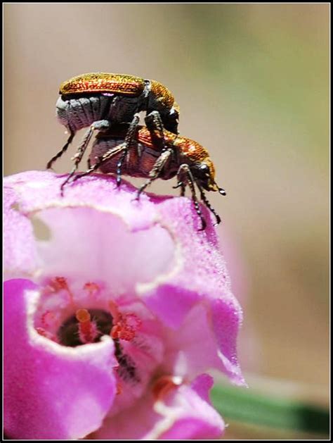 性派对 Sex Party摄影图片悉尼 丛林生态摄影 太平洋电脑网摄影部落 性派对 Sex Party摄影图片悉尼 丛林生态摄影 太平洋电脑网摄影部落