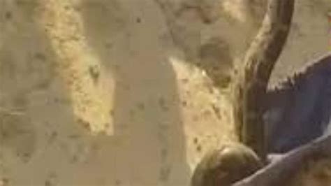 Villagers Find 10 Foot Python Near Subarnarekha River In Bengal S Jhargram India News News18