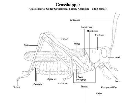 Grasshopper Dissection Labeled