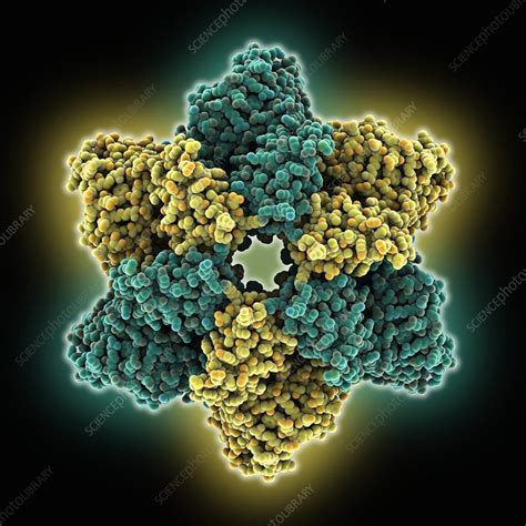 Simian Virus Sv40 Large T Antigen Stock Image C0157070 Science