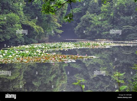 Traditional Japanese Gardens In Public Parks In Tokyo Japan Views Of