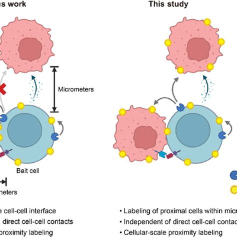 Schematic Of Qmid For Cellular Scale Proximity Labeling Previous Download Scientific Diagram