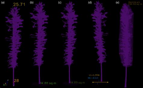 An Example Of A Single Conifer Tree Point Cloud Obtained From The Download Scientific Diagram