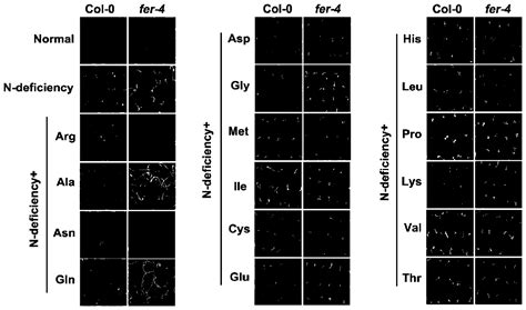 Application Of Gene Feronia Eureka Patsnap