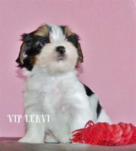 Vip Lekvi პატარა ჯიშის მინი ლეკვები მინი ჯიშის ლეკვები მომშენებლისგან