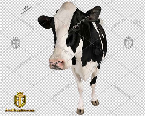 Png گاو شیرده