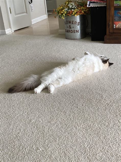 Have A Compilation Of Cecil Layingsleeping In Funny Positions R